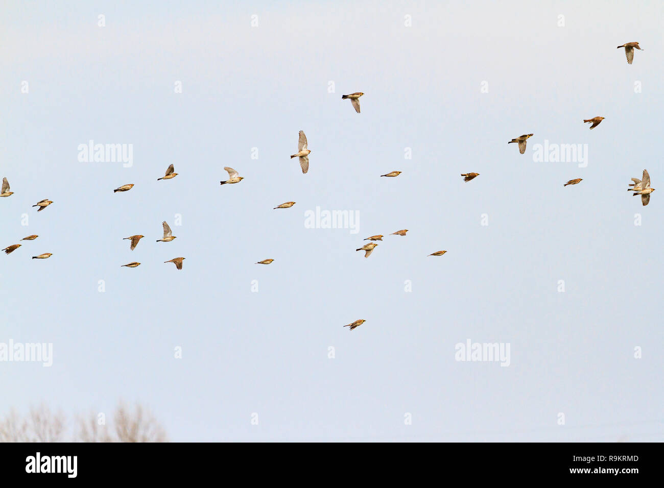 horned lark's fly in the spring sky, wildlife, first spring days Stock ...