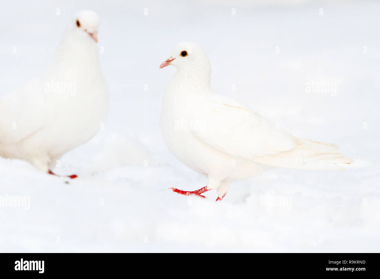 white pigeons in the white snow, wildlife, first spring days Stock ...