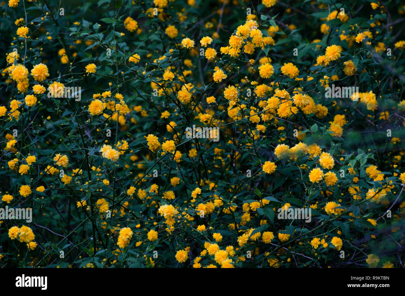 Japanese rose, Kerria japonica blossoms in a spring garden. Yellow and ...