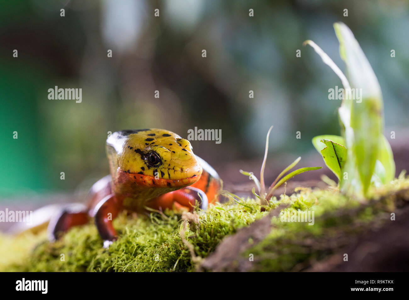 Galliwasp hi-res stock photography and images - Alamy