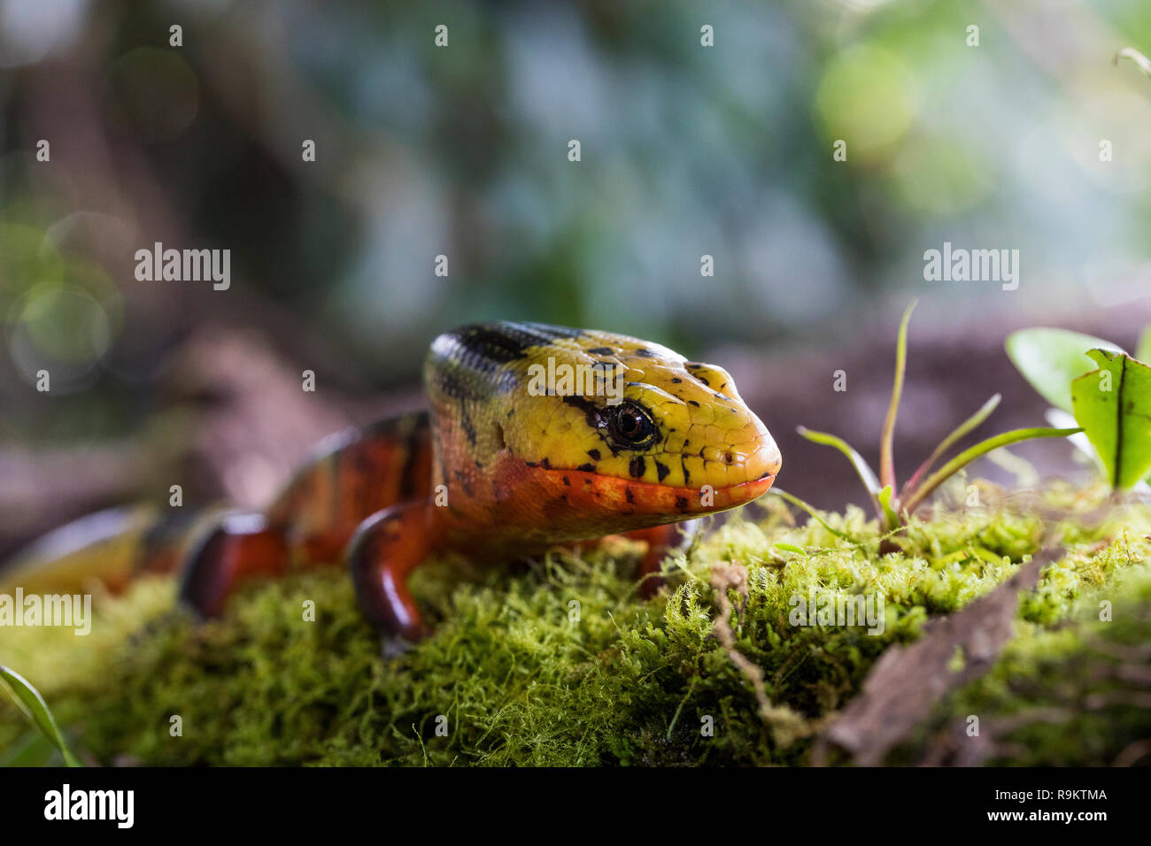 Diploglossus monotropis hi-res stock photography and images - Alamy