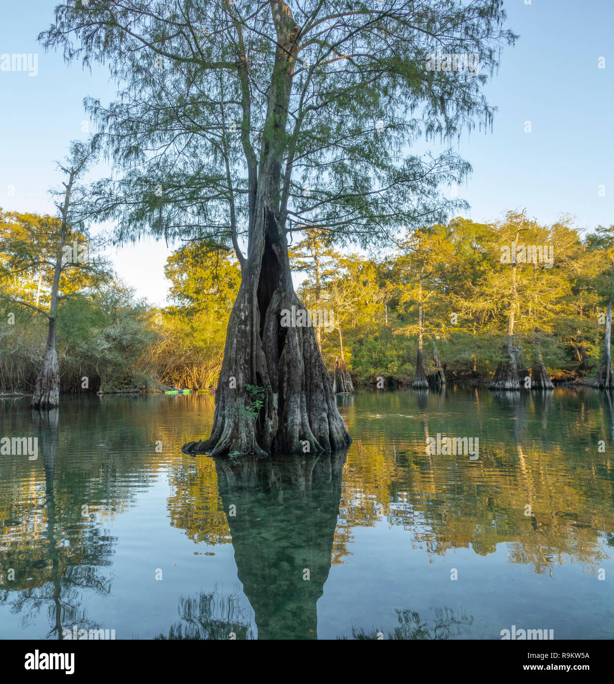 River rock tree hi-res stock photography and images - Alamy