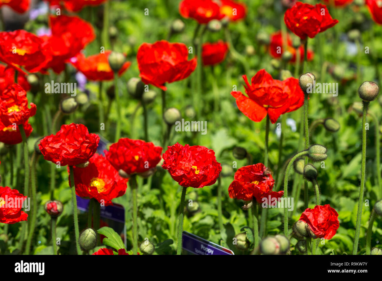 Poppy flowers. England UK Stock Photo - Alamy