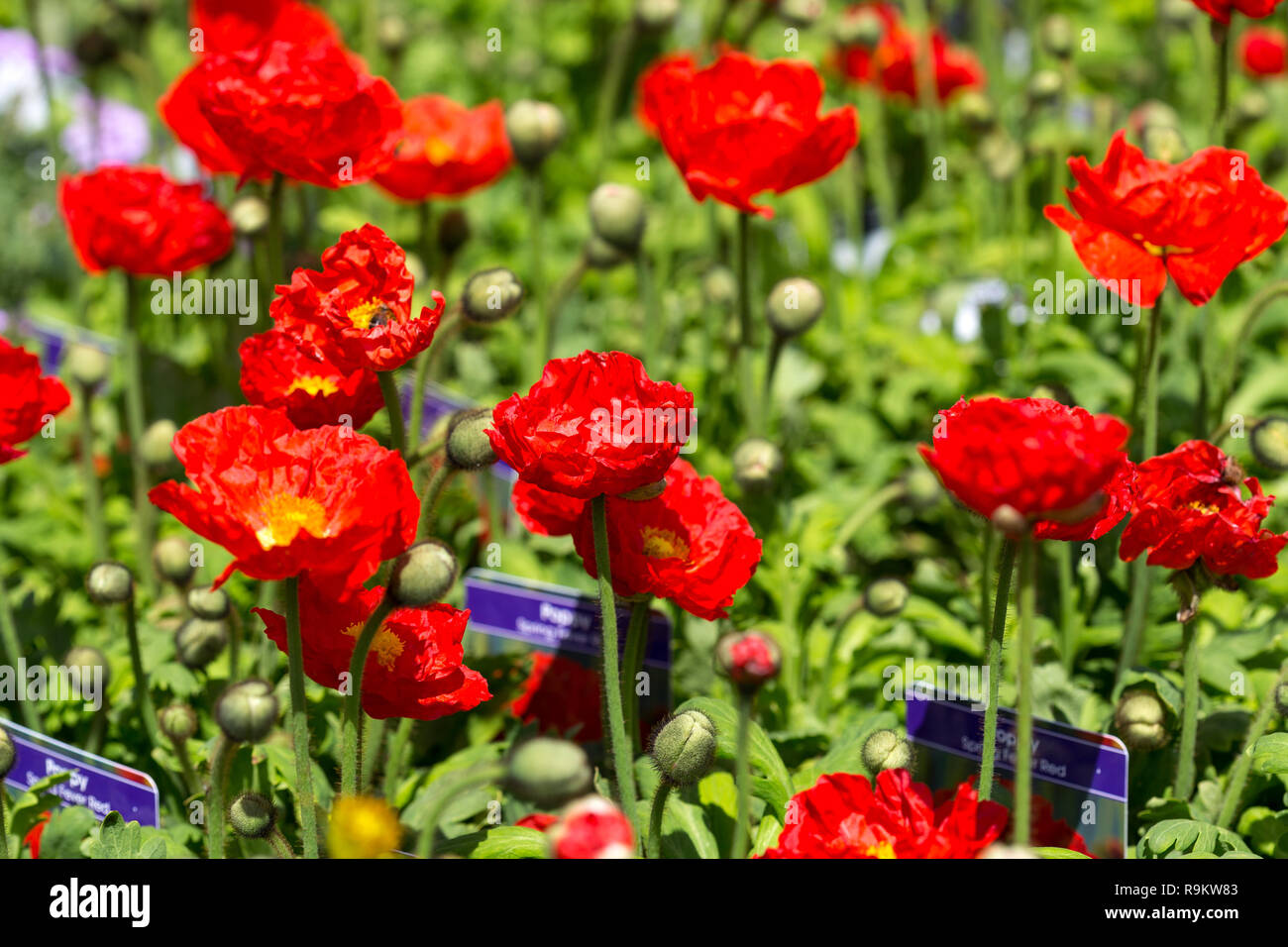Poppy flowers. England UK Stock Photo - Alamy