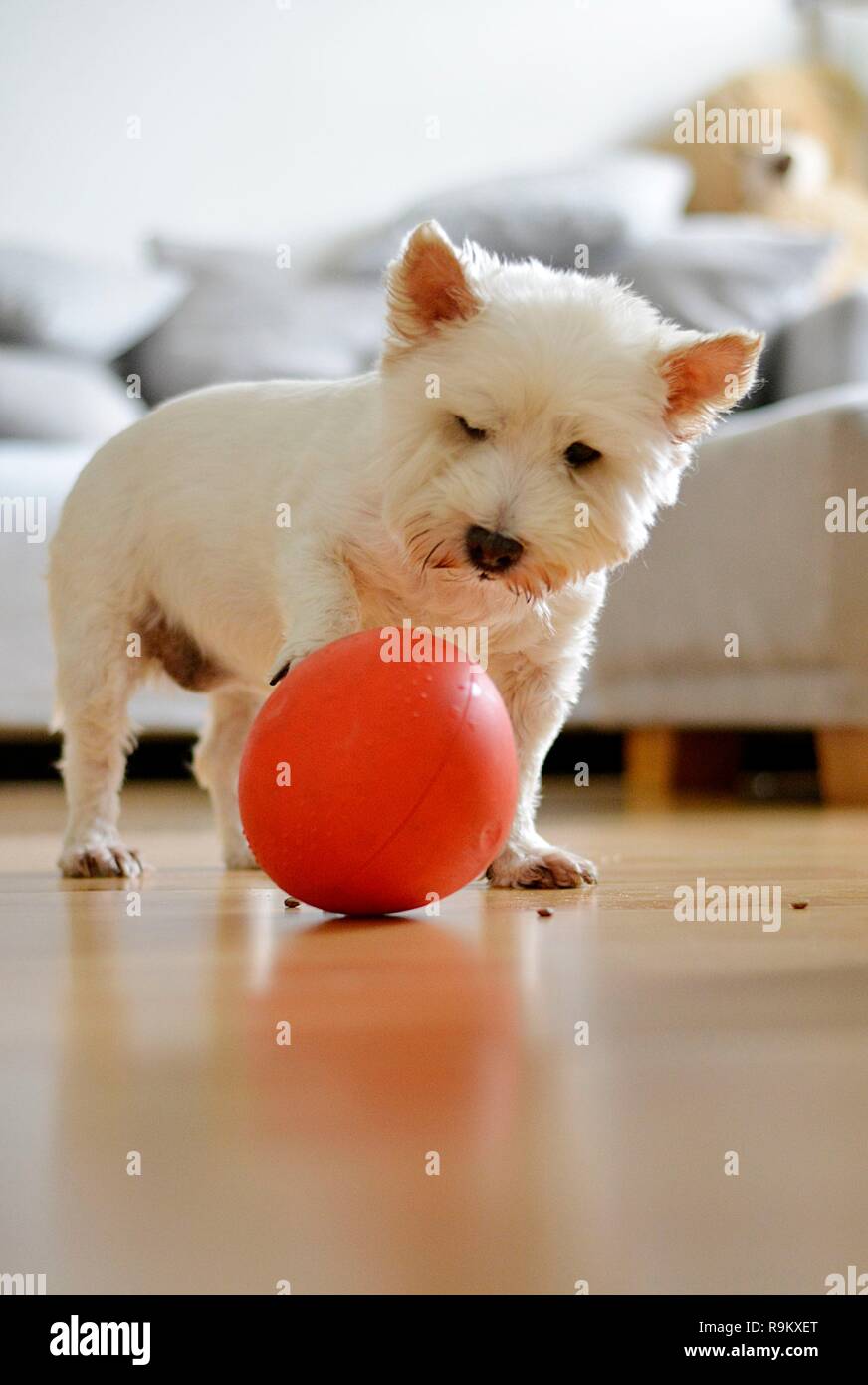 White terrie hi-res stock photography and images - Alamy