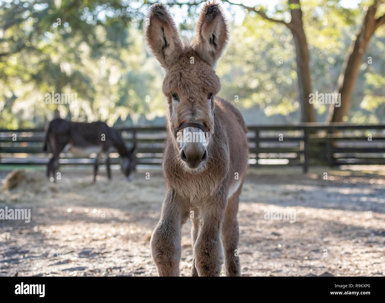 Donkey foal in sand paddock Stock Photo - Alamy