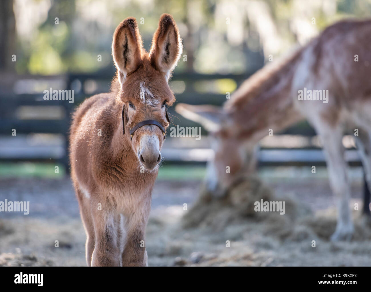 Donkey foal in sand paddock Stock Photo - Alamy