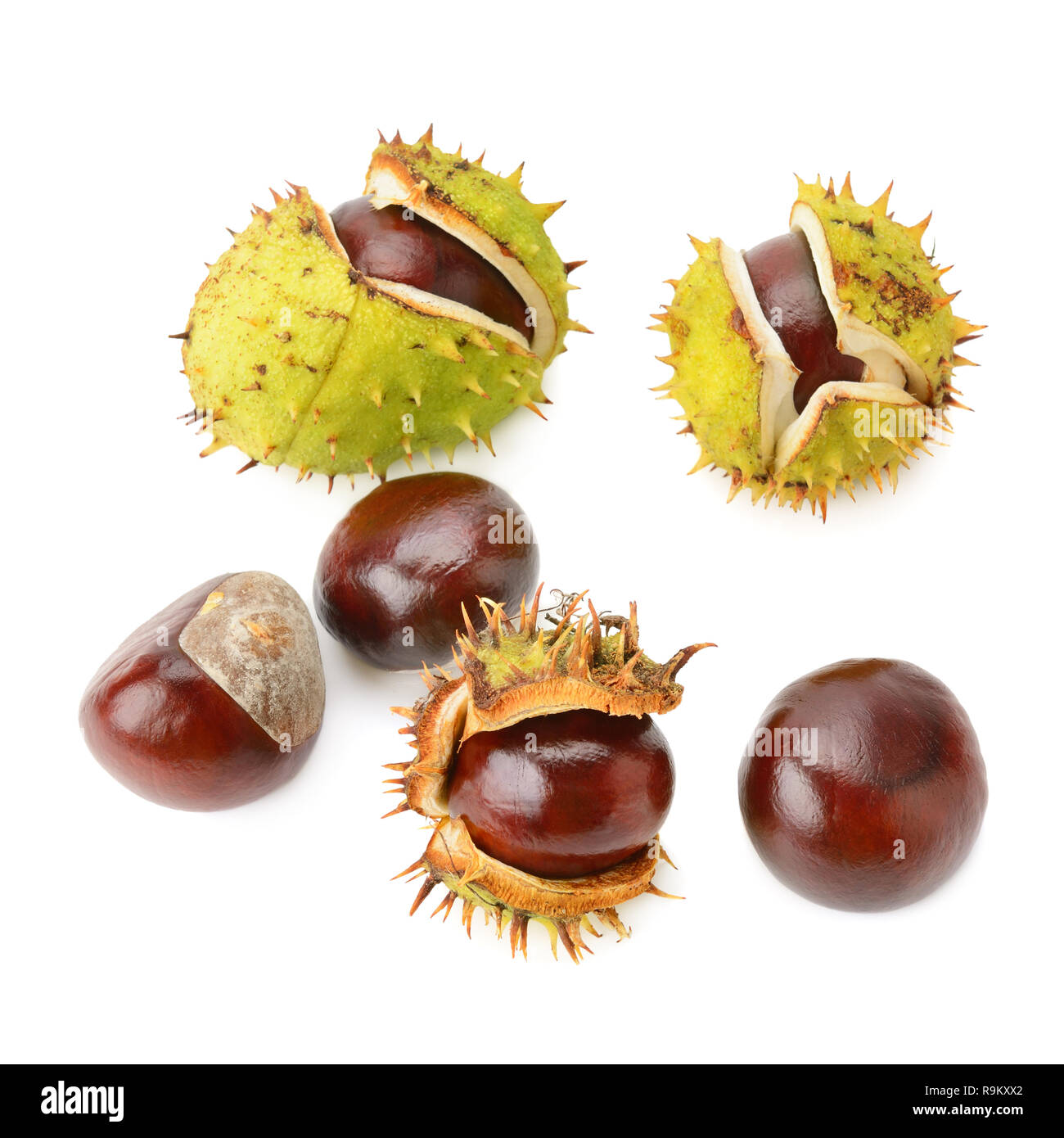 Chestnut fruits isolated on white background Stock Photo - Alamy