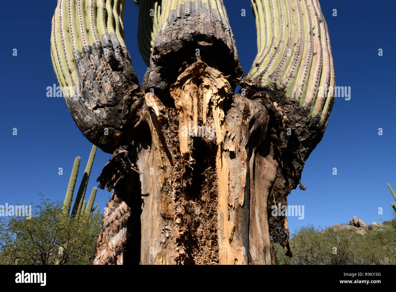 Dying cactus hi-res stock photography and images - Alamy