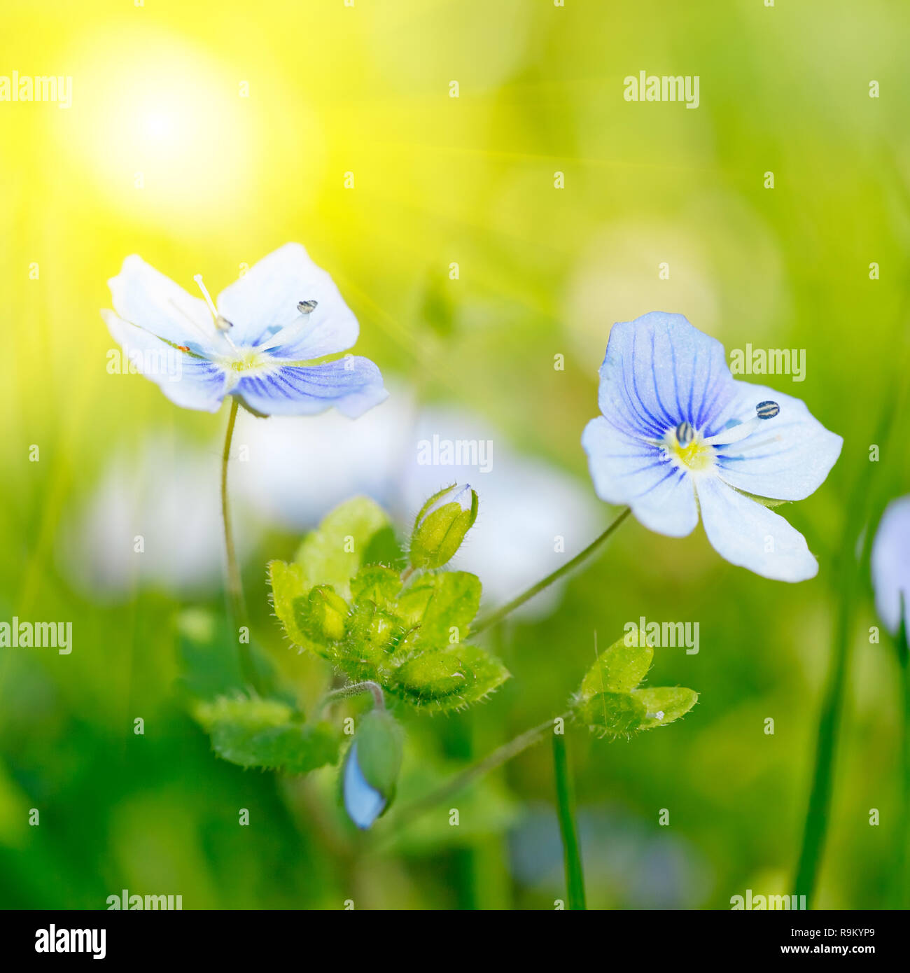 Bright image of little blue flower Stock Photo - Alamy