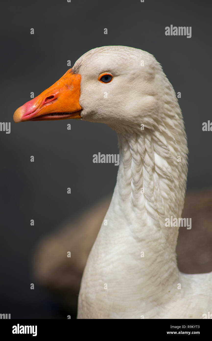 A close up to the head and neck of a goose Stock Photo - Alamy
