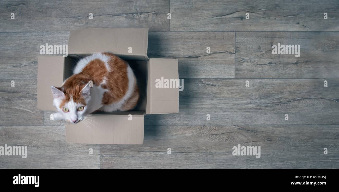 Cute tabby cat sitting in a cardboard box. Panoramic picture with copy ...
