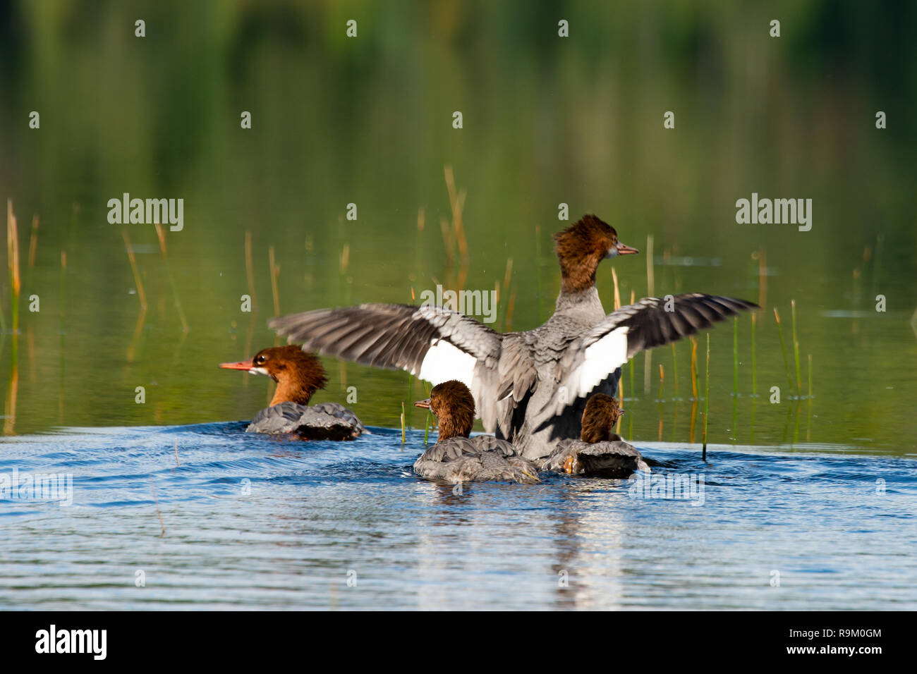 A family of four common merganser, or goosander ducks on a wilderness ...
