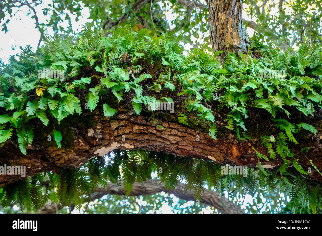Resurrection fern grows on a Live Oak limb along Legare Street in ...