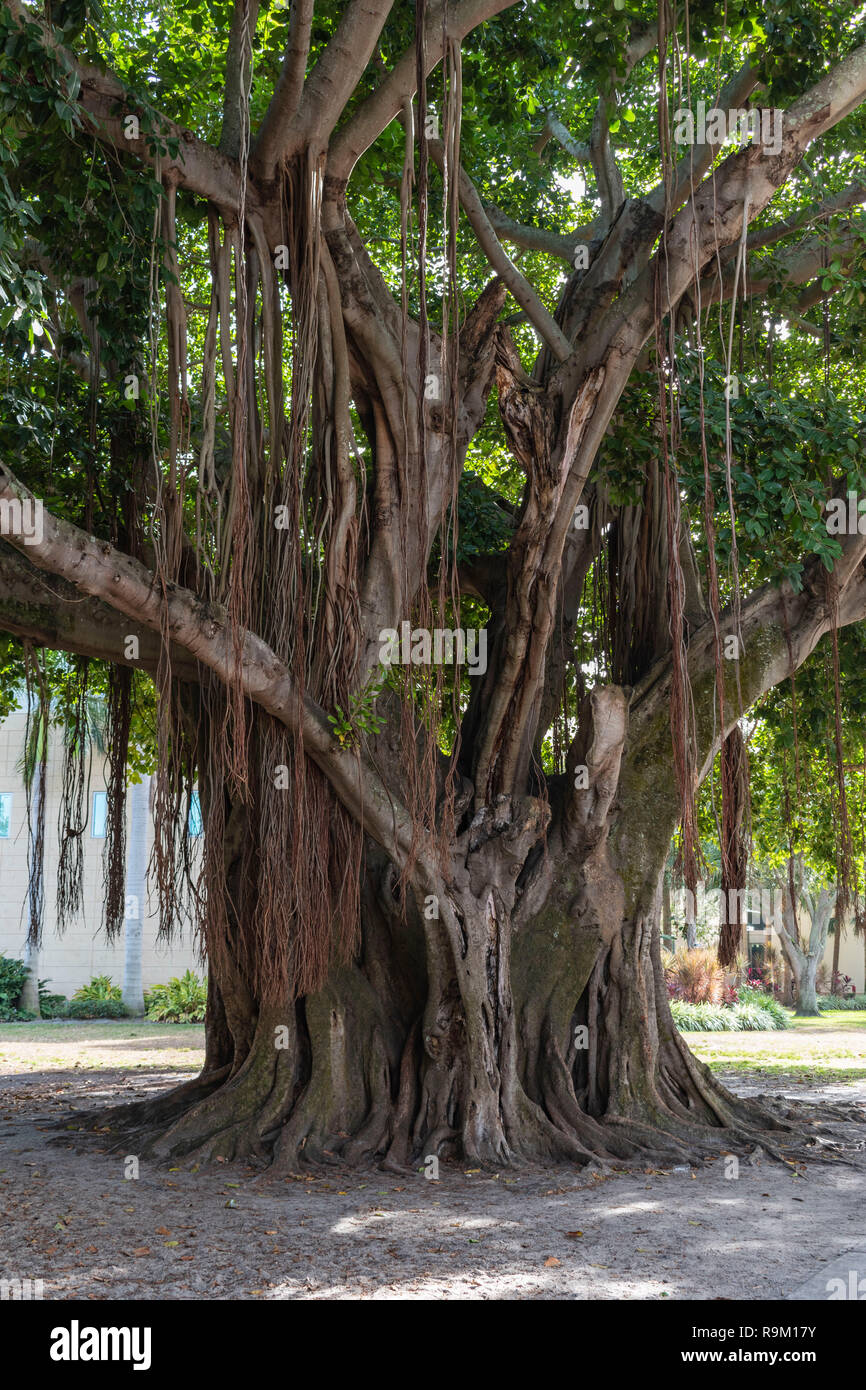 Strangler fig vines hi-res stock photography and images - Alamy