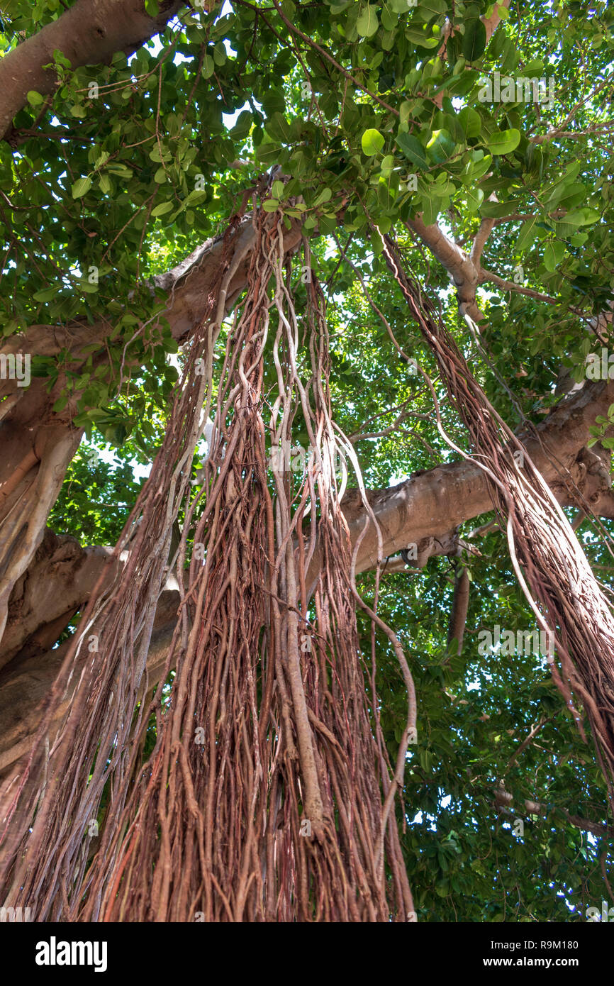 Banyan Tree Texture High Resolution Stock Photography and Images - Alamy