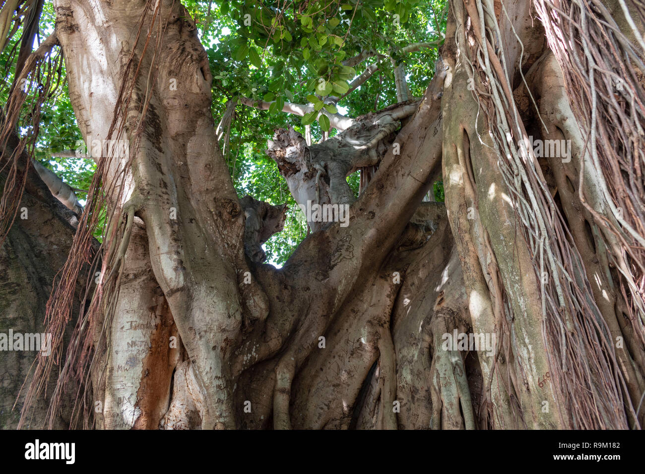 Banyan Tree People Stock Photos & Banyan Tree People Stock Images - Alamy
