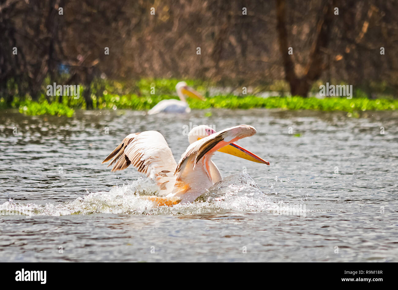 Pelican Bird in Africa. a Waterfowl Pelican Stock Photo - Alamy