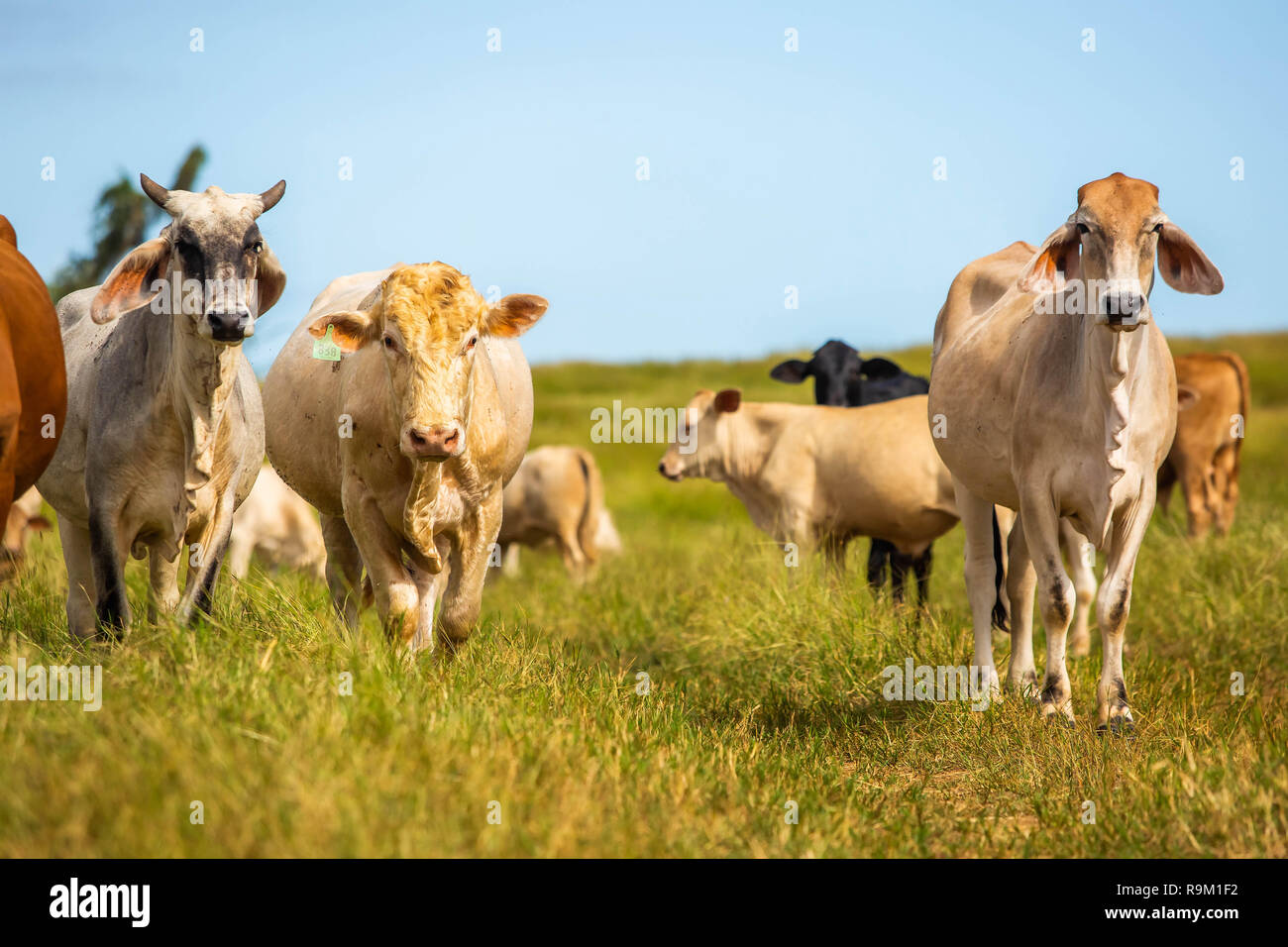 Beautiful cattle standing in the field of grass farm raised Stock Photo ...