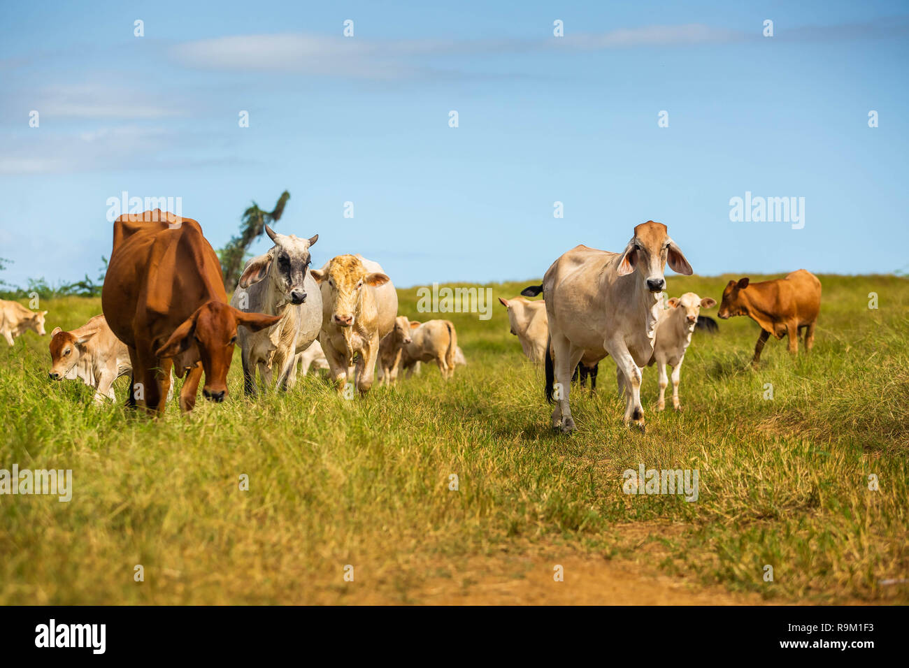 Beautiful cattle standing in the field of grass farm raised Stock Photo ...