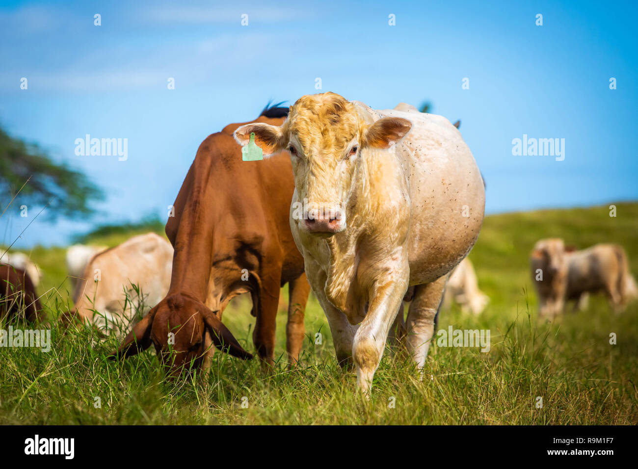 Beautiful cattle standing in the field of grass farm raised Stock Photo ...