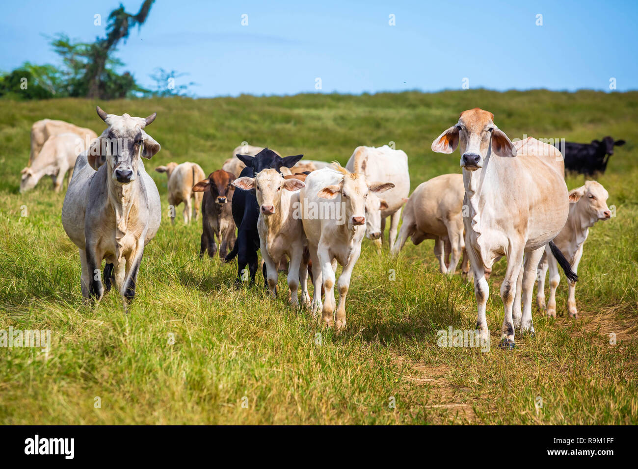 Beautiful cattle standing in the field of grass farm raised Stock Photo ...