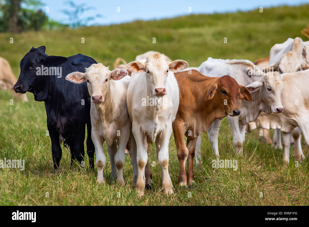 Beautiful cattle standing in the field of grass farm raised Stock Photo ...
