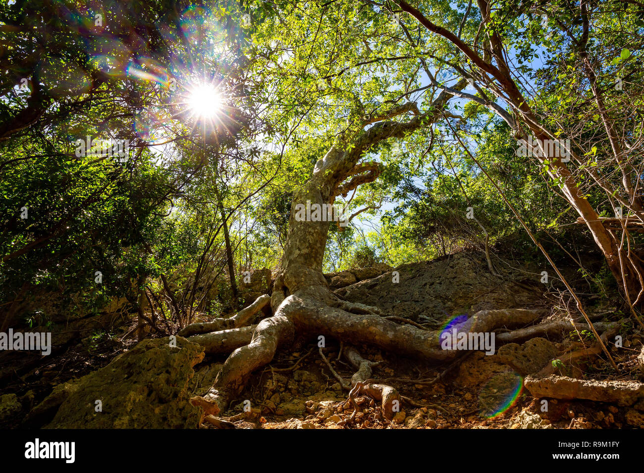 Old Guayacan tree scenic place at guanica dry forest attraction Stock ...