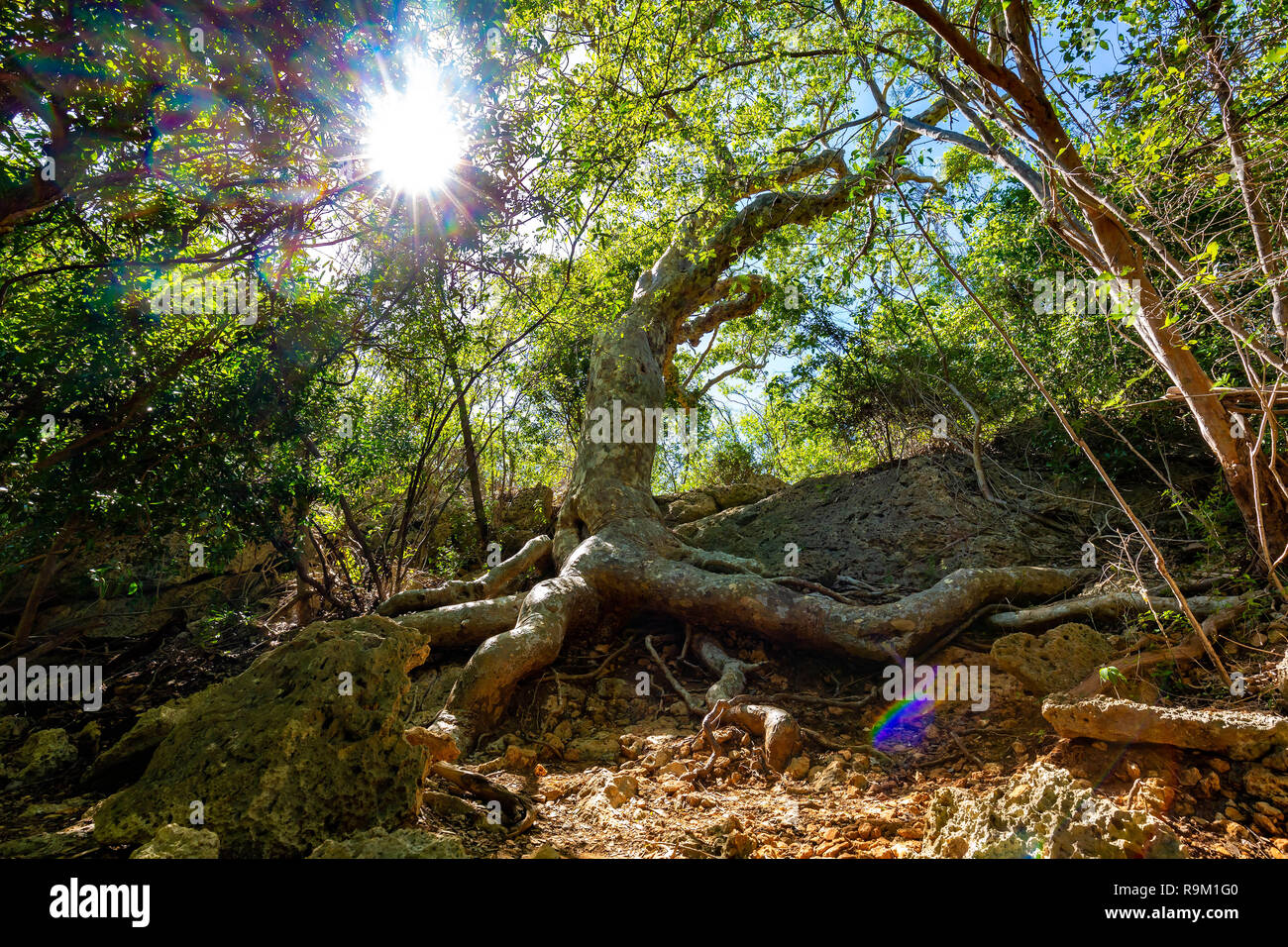 Old Guayacan tree scenic place at guanica dry forest attraction Stock ...