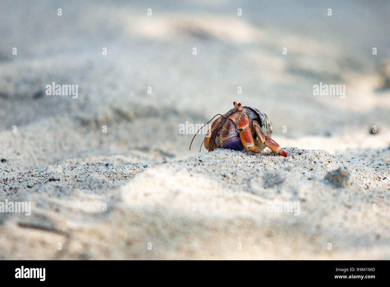 Hermit crabs in shells walking hi-res stock photography and images - Alamy