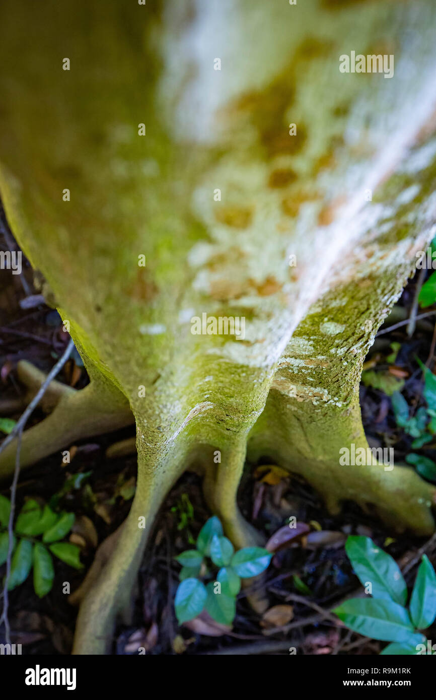 Pterocarpus officinalis hi-res stock photography and images - Alamy
