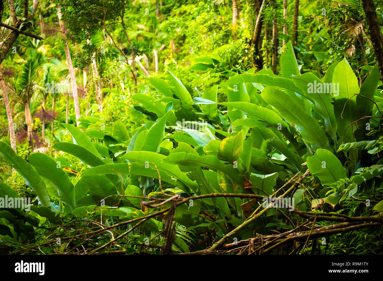 El Yunque National Forest Puerto Rico scenic view destination Stock ...