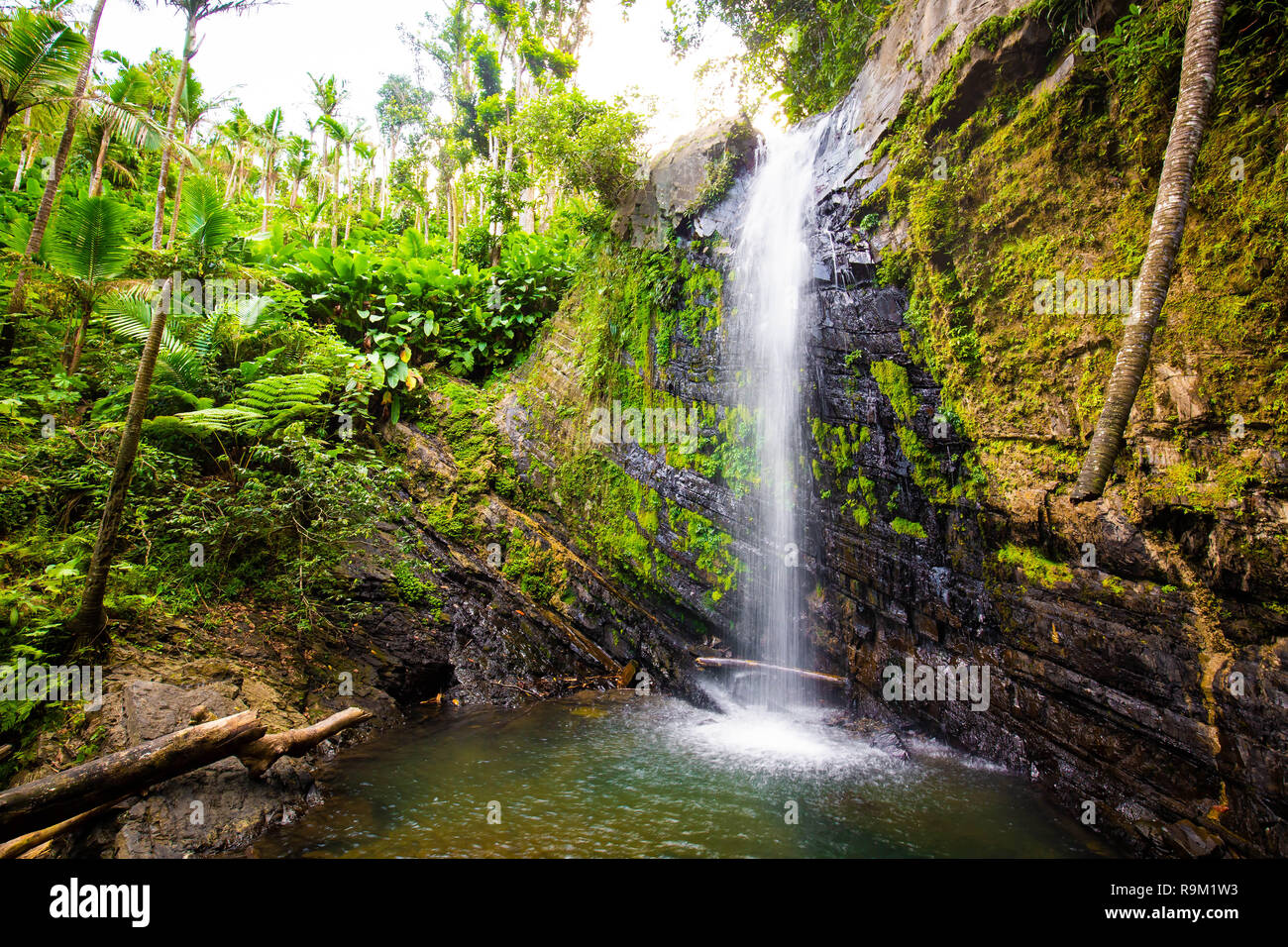 Waterfall puerto rico el yunque hi-res stock photography and images - Alamy