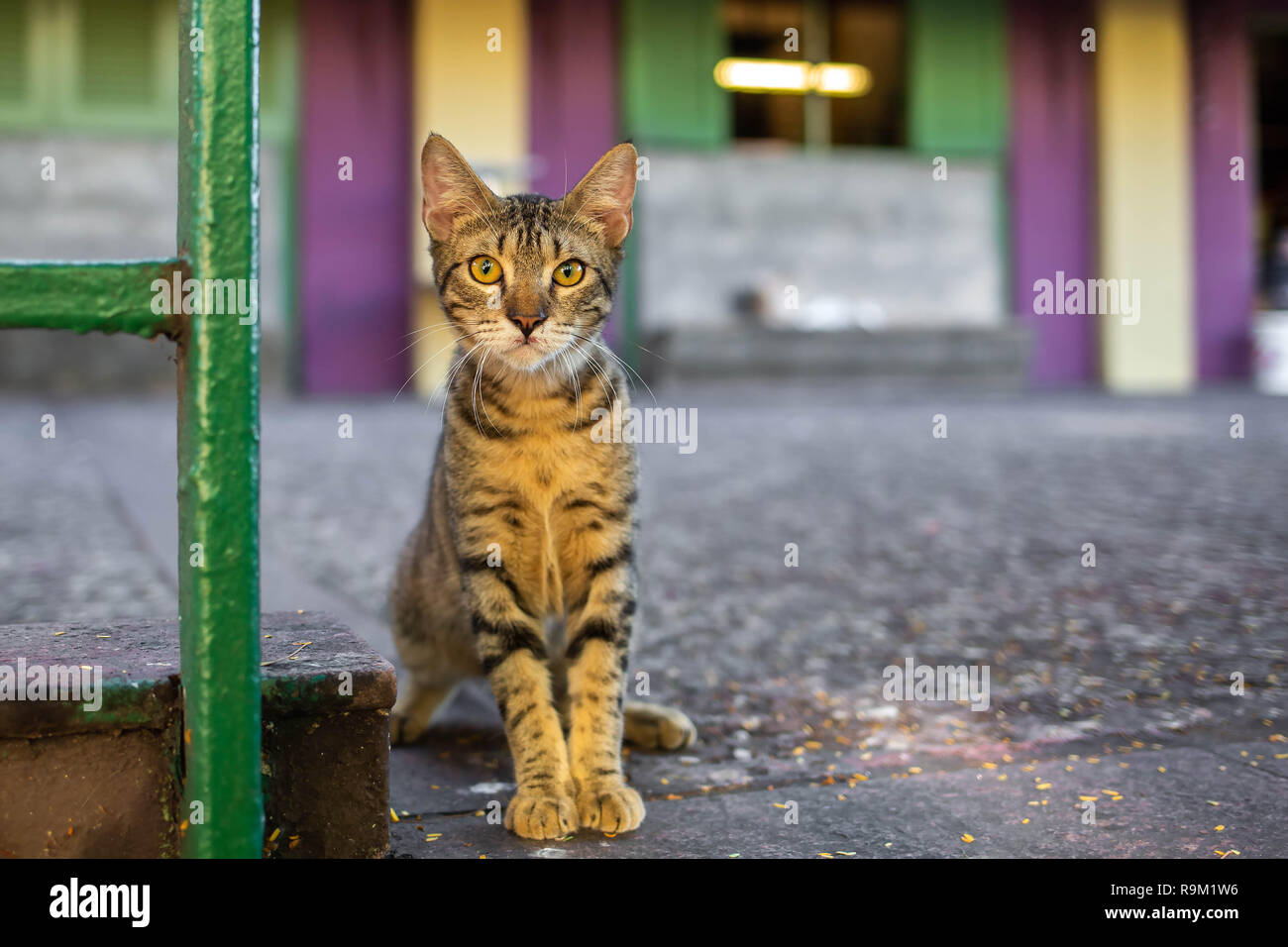 Beautiful cute cat on the street wild homeless at day Stock Photo - Alamy