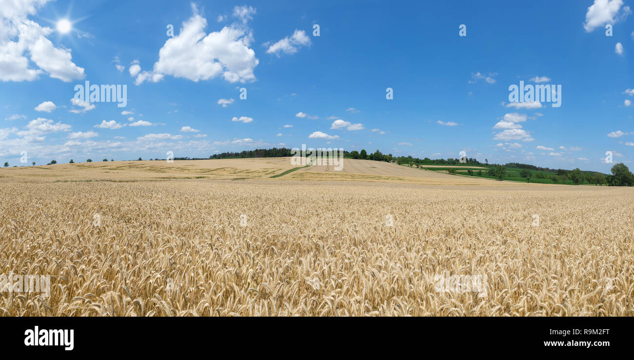 Corn Field Hdri