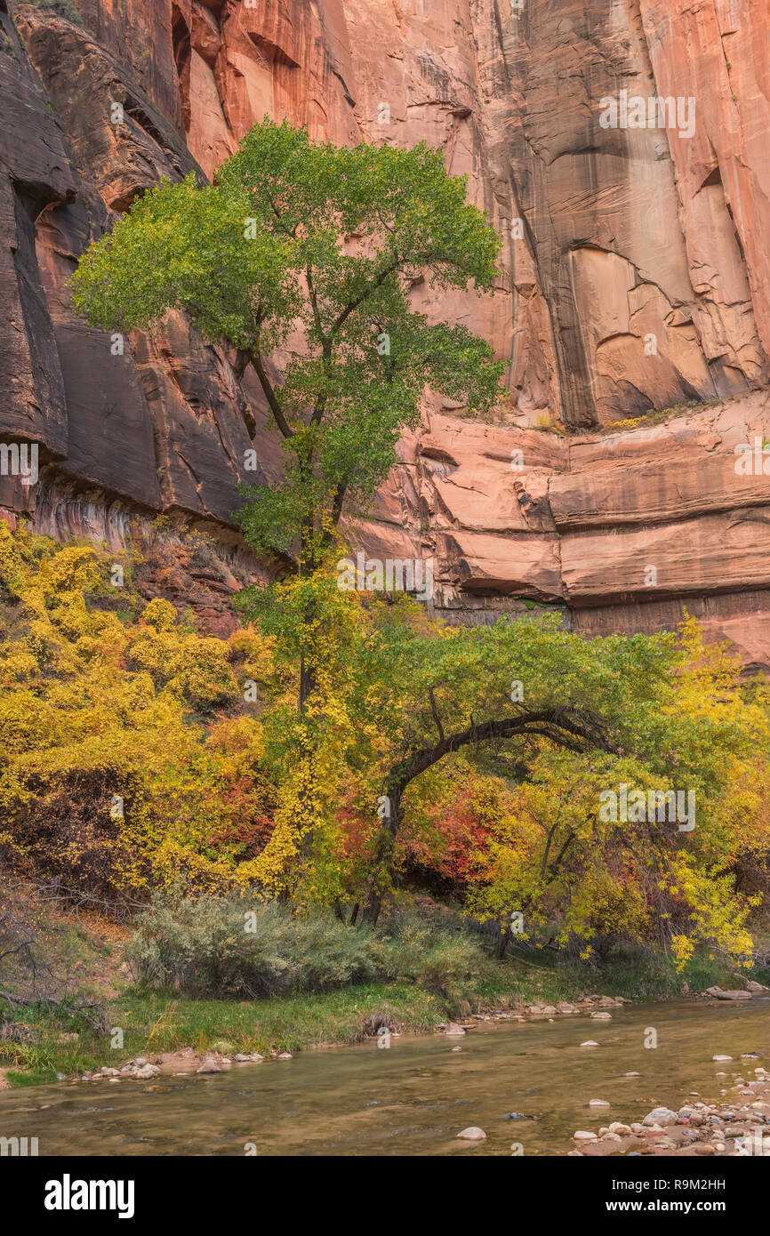 Fall zion hi-res stock photography and images - Alamy