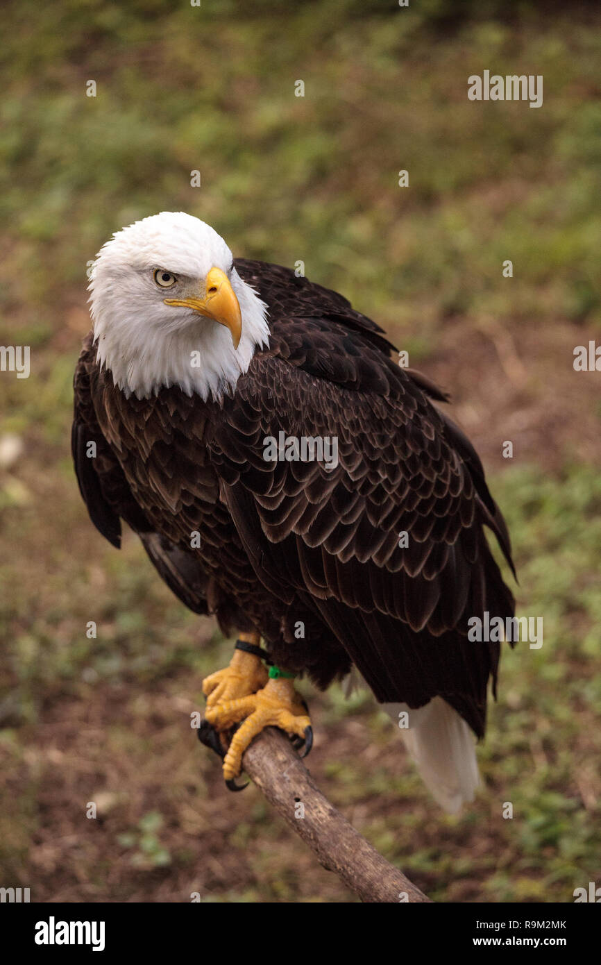 Bald eagle Haliaeetus leucocephalus bird crouches on the ground Stock ...