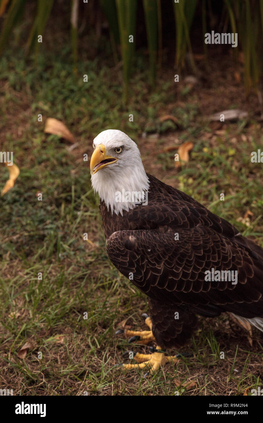 Bald eagle Haliaeetus leucocephalus bird crouches on the ground Stock ...