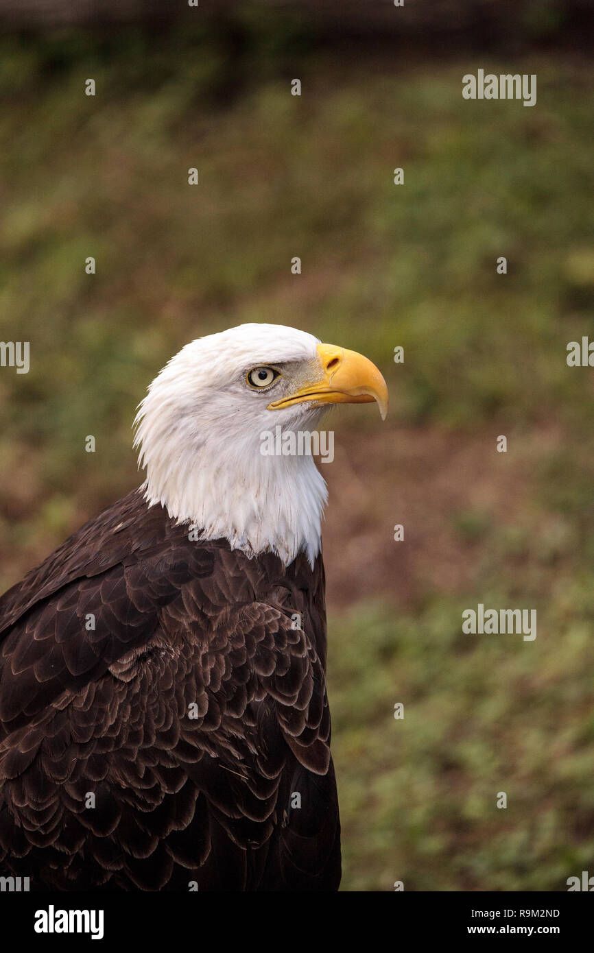 Bald eagle Haliaeetus leucocephalus bird crouches on the ground Stock ...