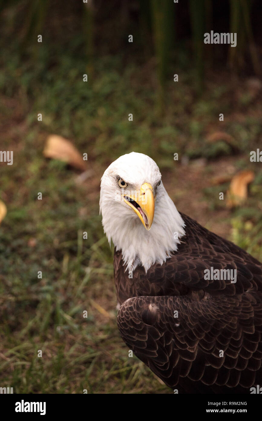 Bald eagle Haliaeetus leucocephalus bird crouches on the ground Stock ...
