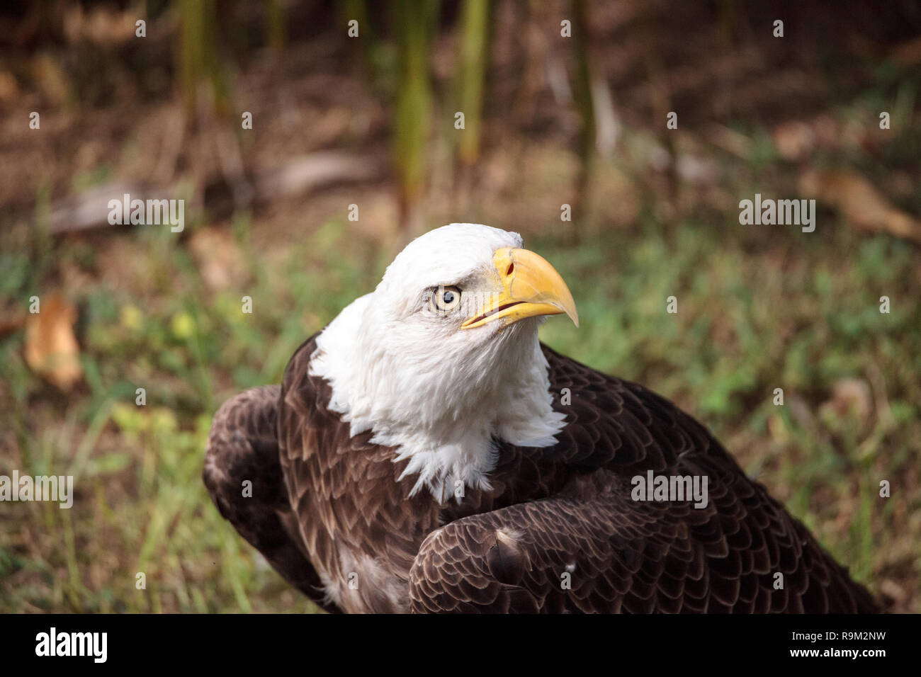 Bald eagle Haliaeetus leucocephalus bird crouches on the ground Stock ...