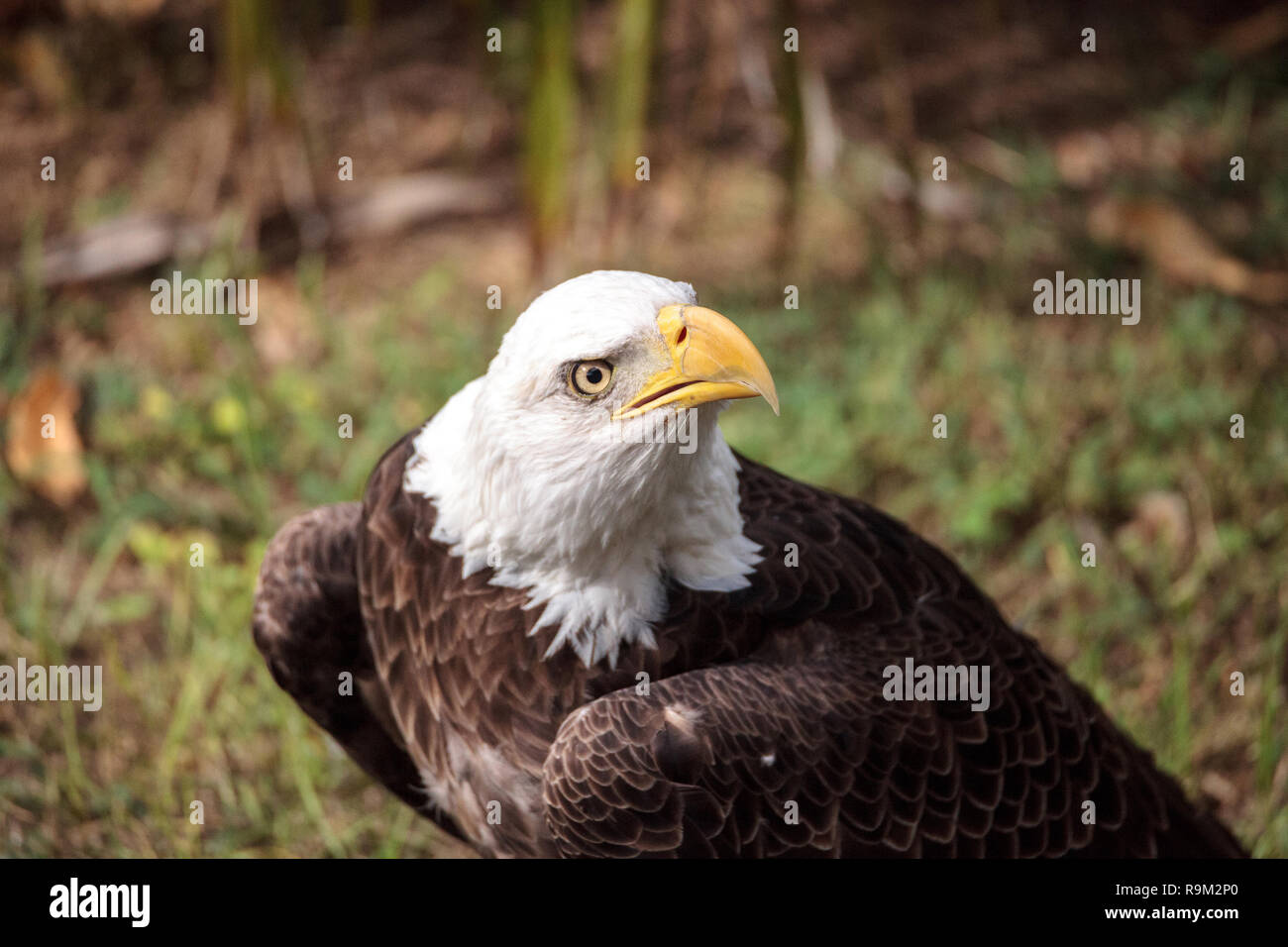 Bald eagle Haliaeetus leucocephalus bird crouches on the ground Stock ...