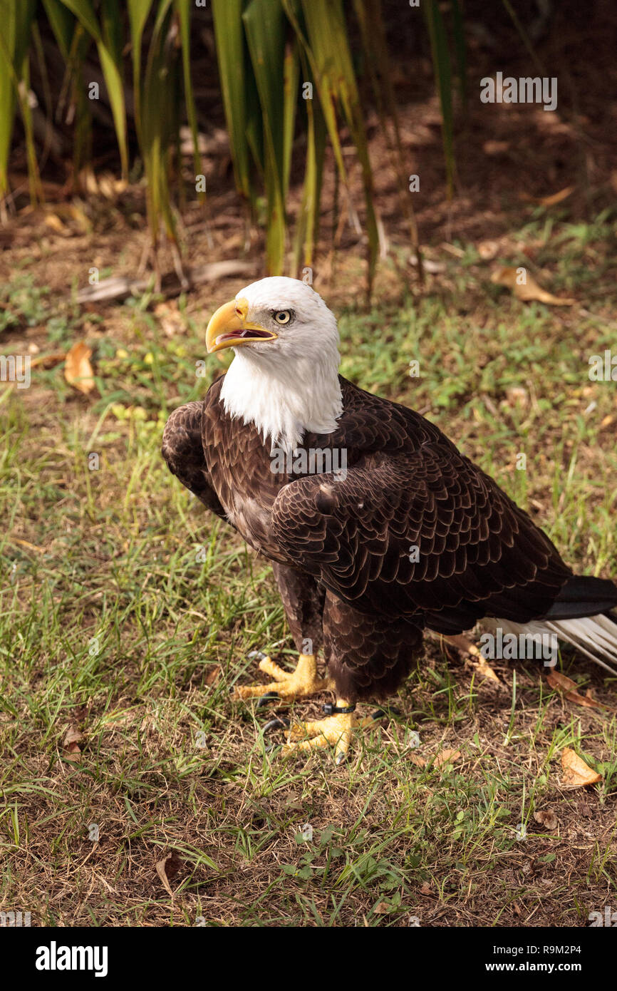 Bald eagle Haliaeetus leucocephalus bird crouches on the ground Stock ...