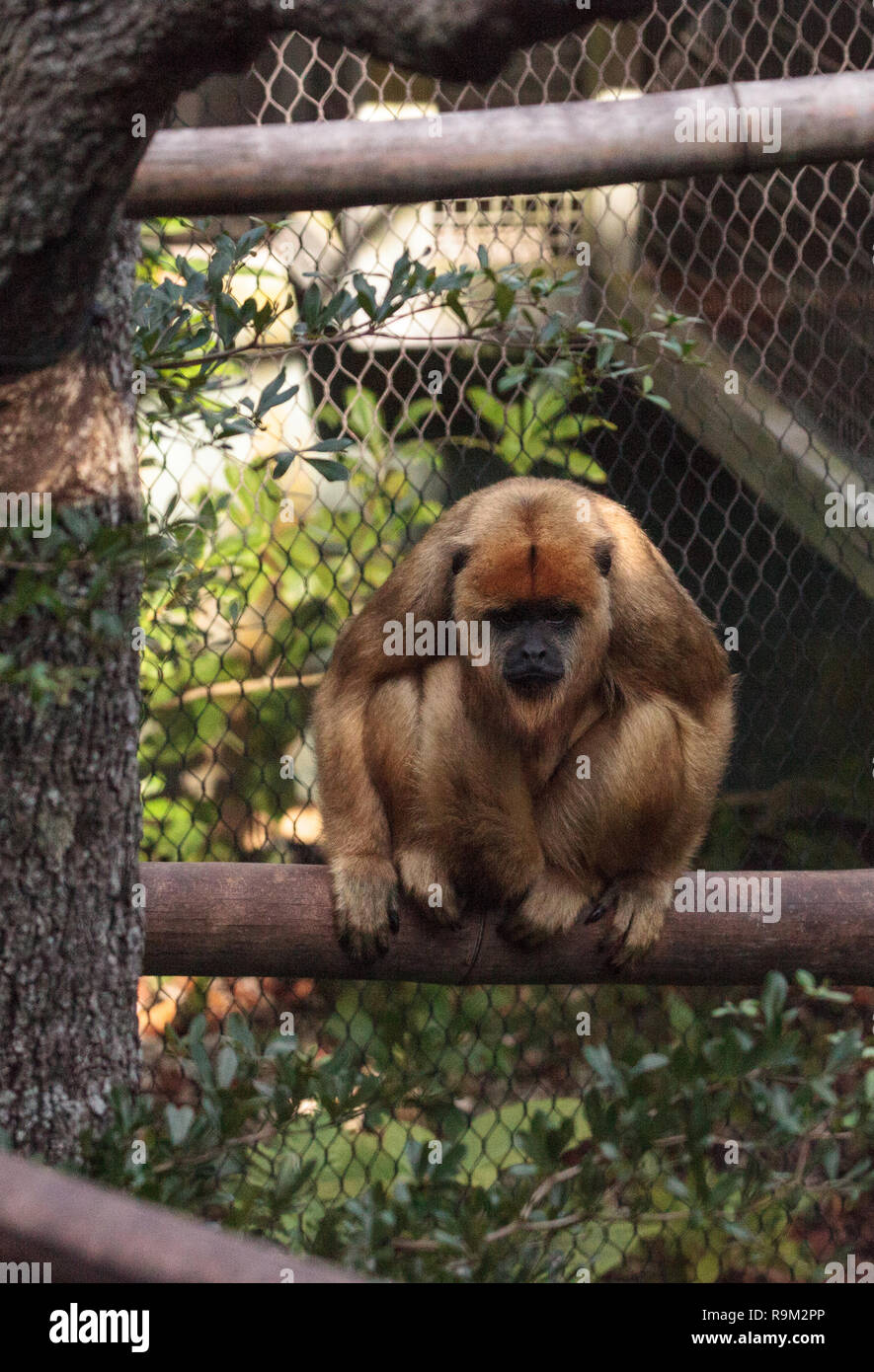 Black and gold howler monkey hi-res stock photography and images - Alamy