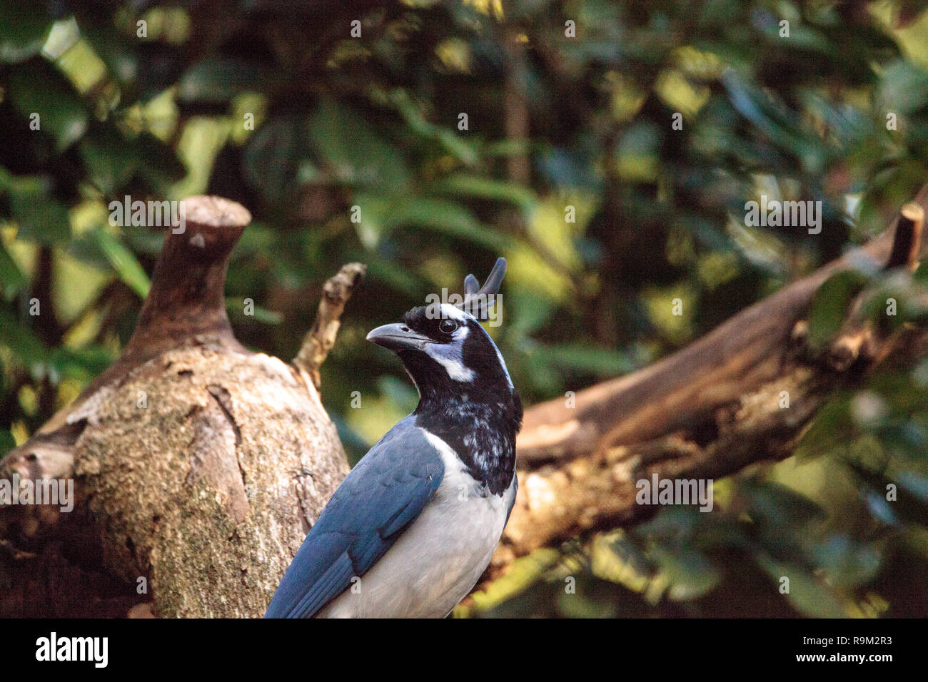 Black throated magpie jay hi-res stock photography and images - Alamy