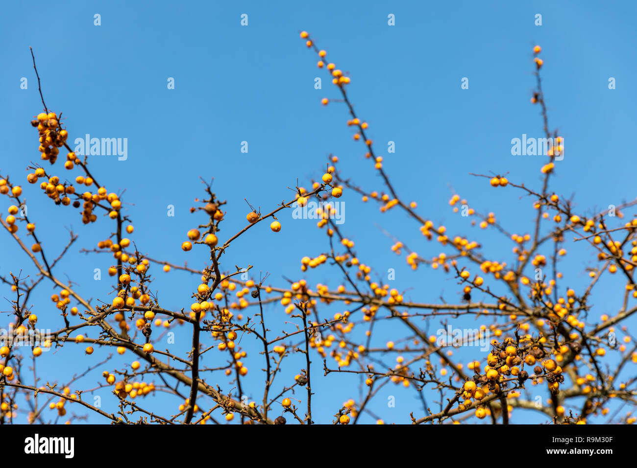 Yellow crab apples on a tree in December; Nellemanns Have, Saeby ...