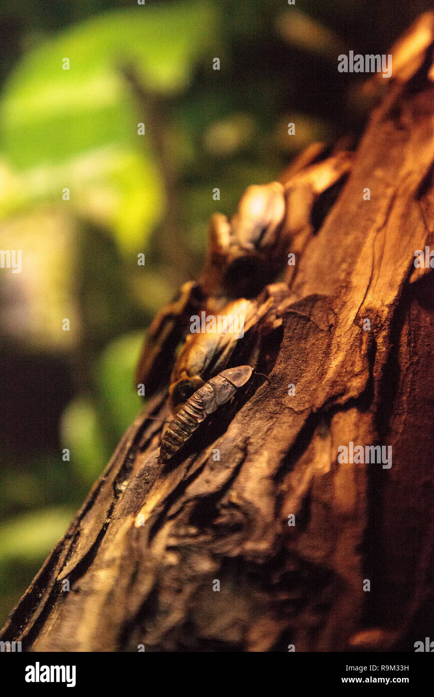 Central American Forest Cockroach Blaberus giganteus found in rain ...