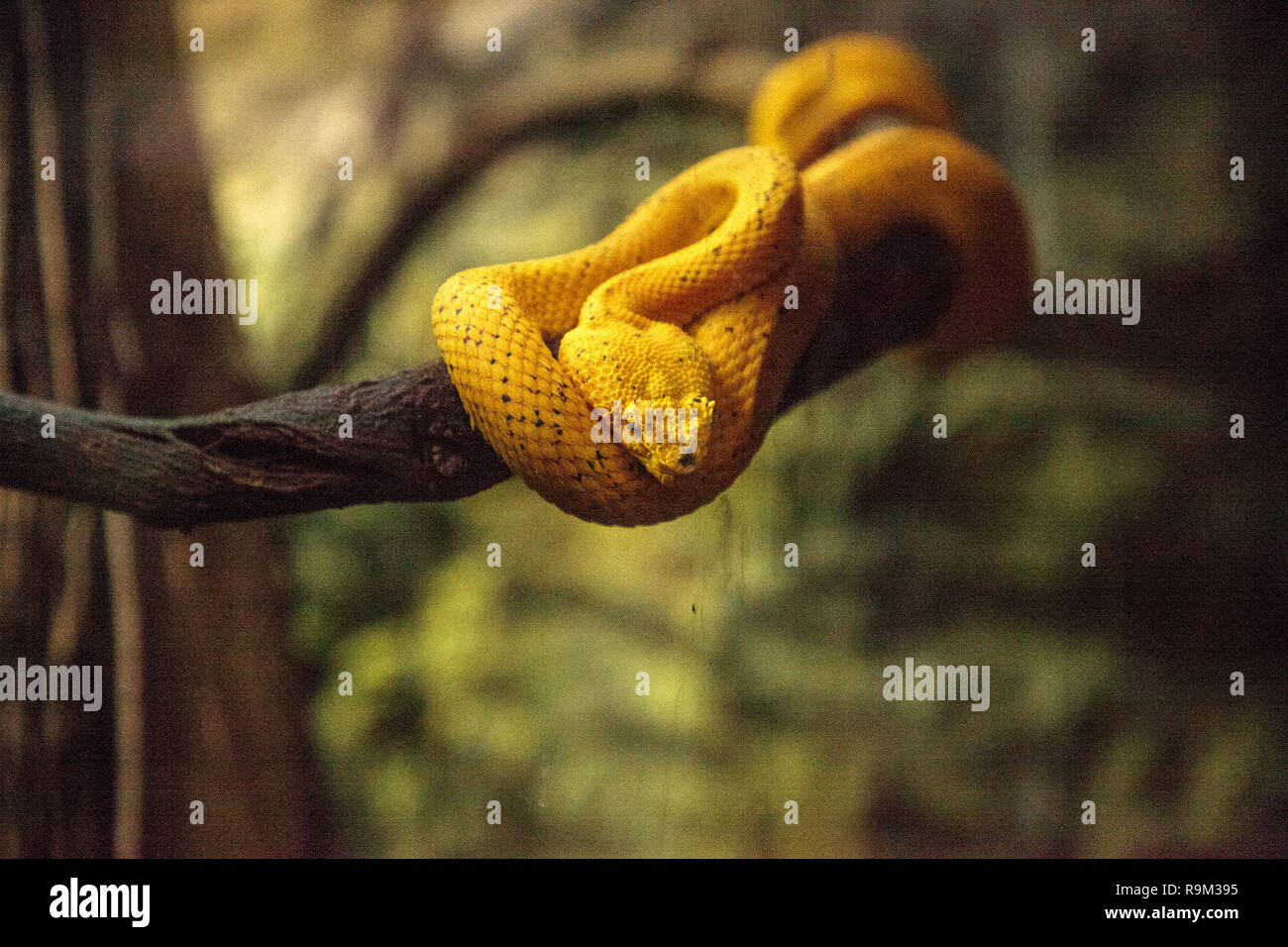 Yellow eyelash viper snake Bothriechis schlegelii coils its body around ...