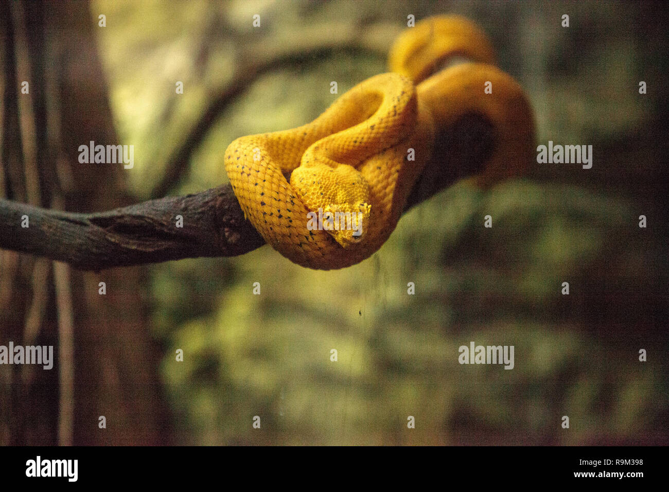 Yellow eyelash viper snake Bothriechis schlegelii coils its body around ...