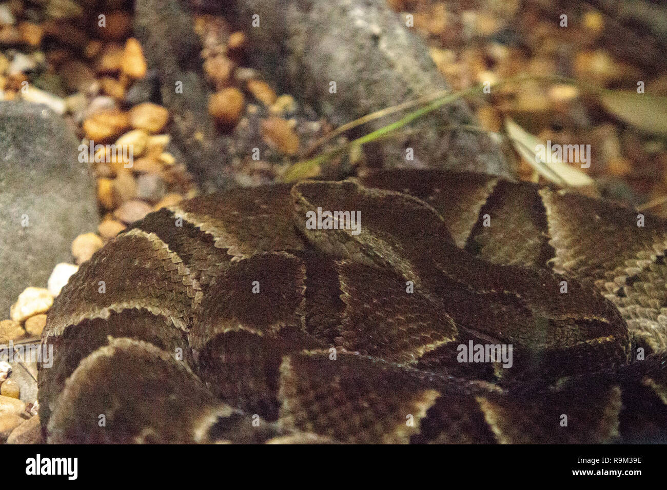 Fer de lance bothrops asper viper snake hi-res stock photography and ...